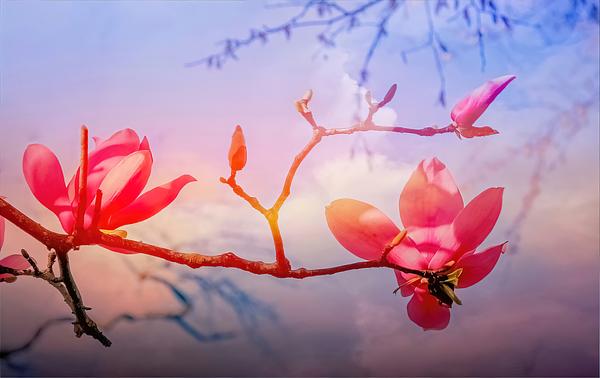 Pam Ward – Loupe, Inc