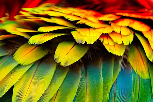 Douglas Stratton – Loupe, Inc