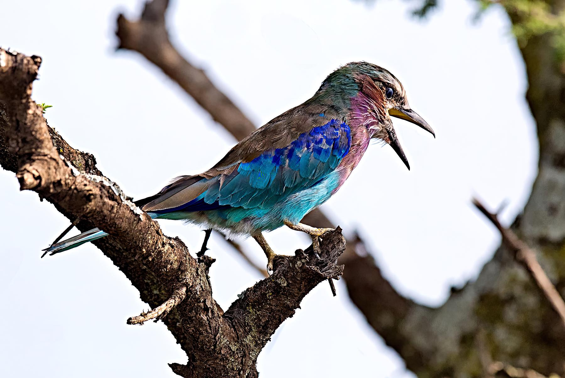 East African Lilac Breasted Roller - Documentary photography by Mark ...