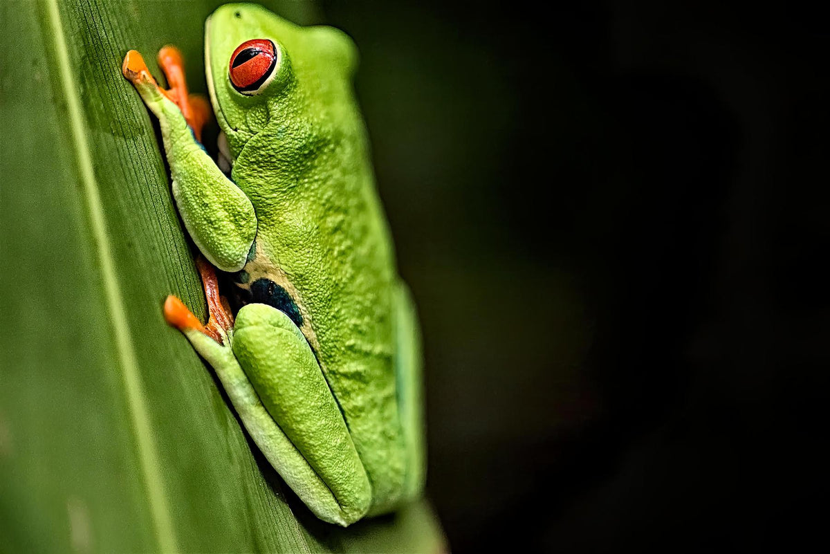Red Eyed Tree Frog - Documentary photography by Mark Alberhasky – Loupe ...