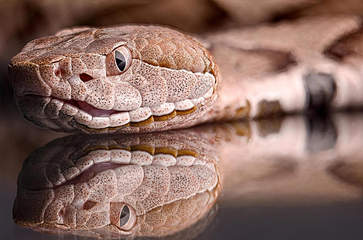 Snake Eyes - Documentary photography by Mark Alberhasky – Loupe, Inc