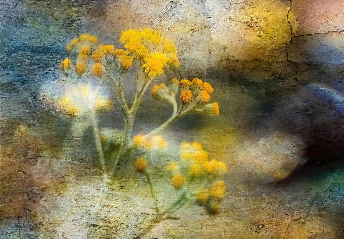 For The Love of Weeds - Documentary photography by Pam Ward – Loupe, Inc